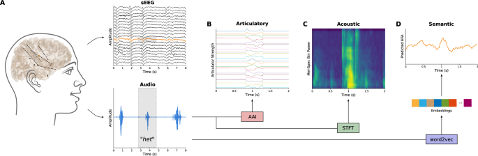 Whole-brain dynamics of articulatory, acoustic and semantic speech ...