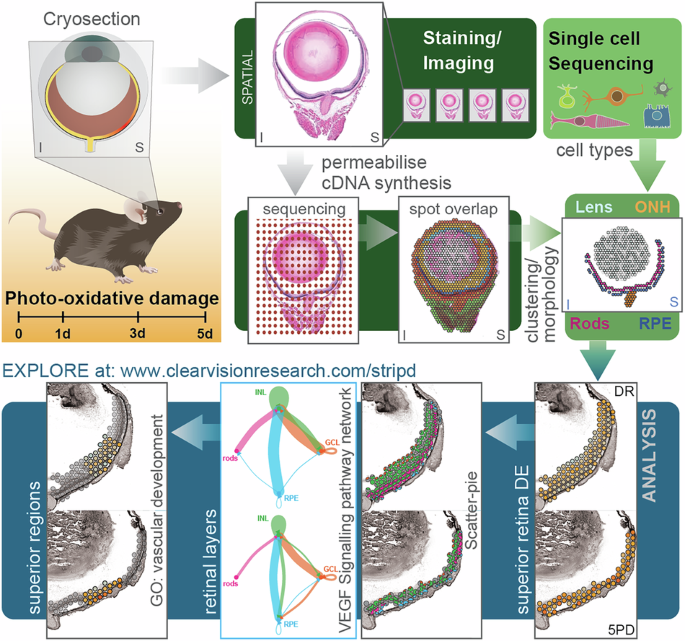 Spatial transcriptomics reveals regionally altered gene expression that ...