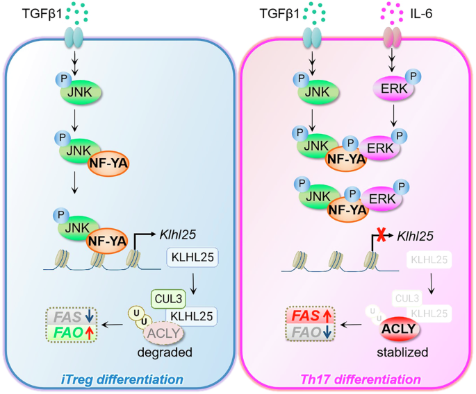 KLHL25-ACLY module functions as a switch in the fate determination of ...