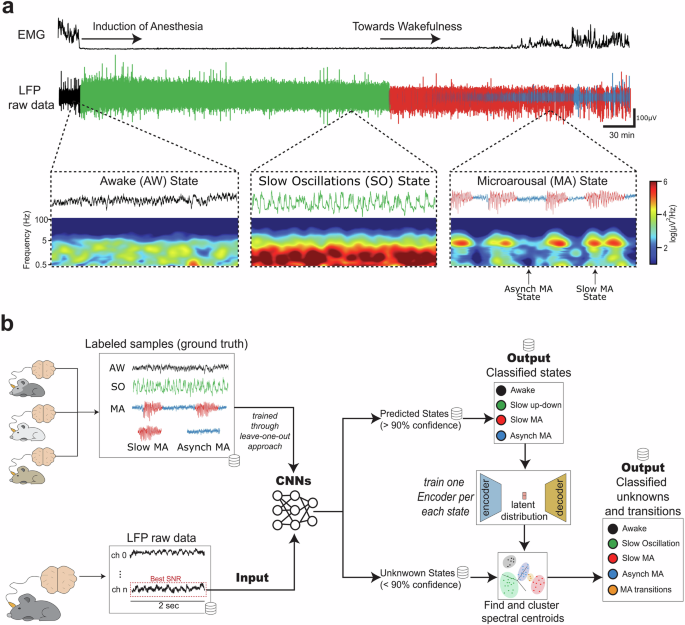 Neural models for detection and classification of brain states and ...