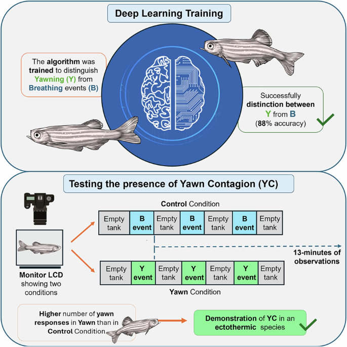 Diving back two hundred million years: yawn contagion in fish ...