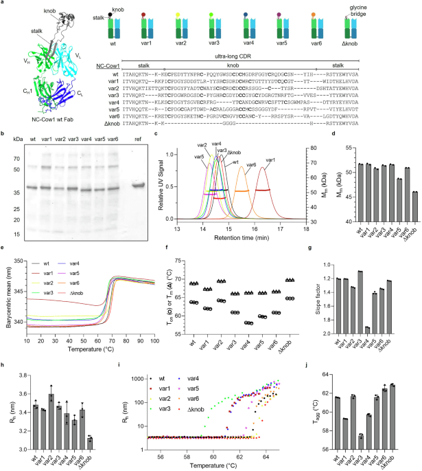 Stability convergence in natural antibodies with ultra-long ...