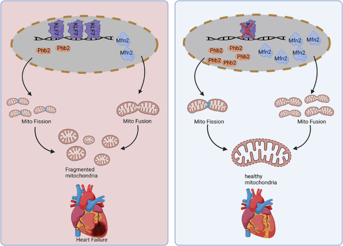 Krüppel like factor 7 regulates mitochondrial dynamics balance in ...