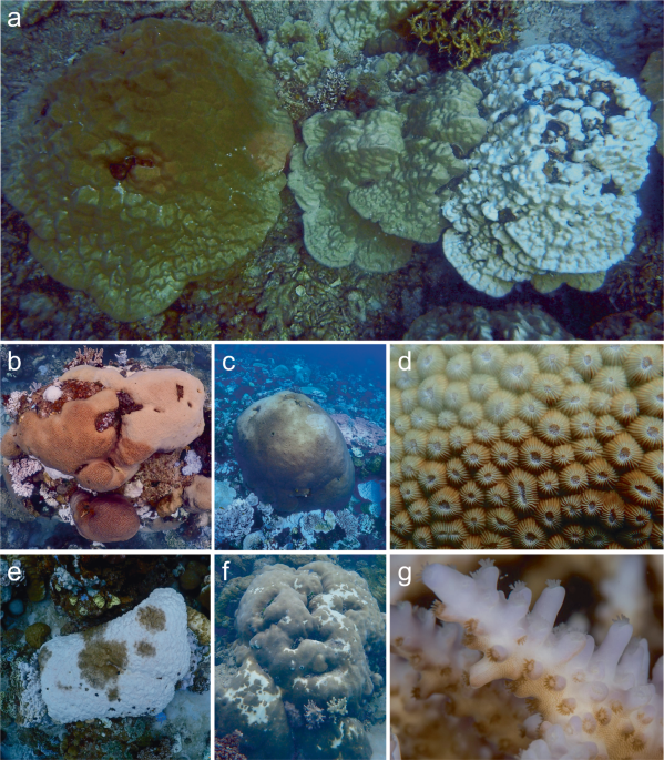 Spatially restricted coral bleaching as an ecological manifestation of ...