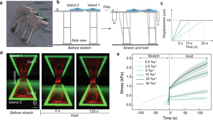 Sustained strain applied at high rates drives dynamic tensioning in ...