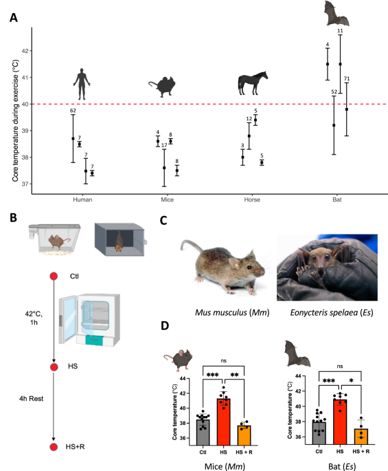 Heat stress response in the cave nectar bat Eonycteris spelaea differs ...