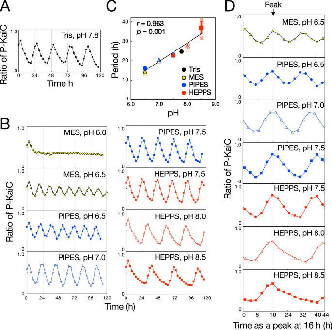 Effect of pH on the cyanobacterial circadian oscillator in vitro ...