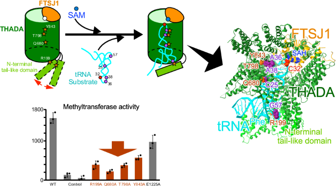 Structural insights into tRNA recognition of the human FTSJ1-THADA ...