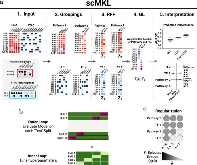 Interpretable and integrative analysis of single-cell multiomics with scMKL | Communications Biology
