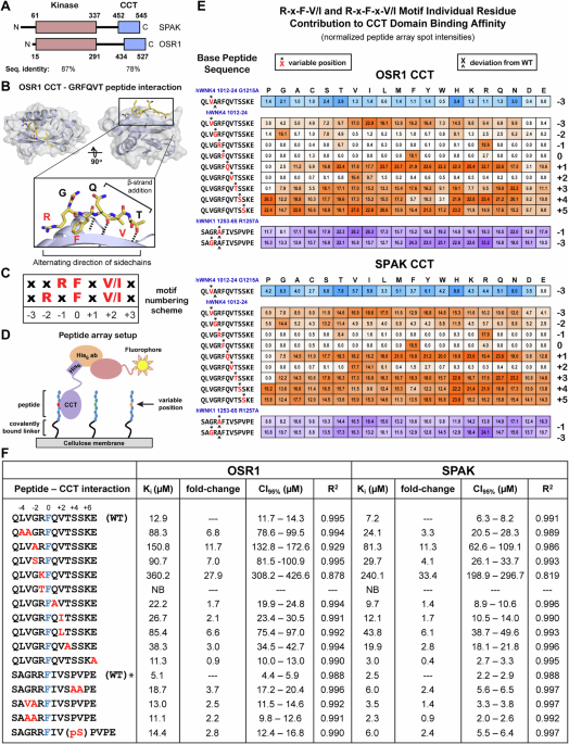 Kinase interaction analysis predicts actions of the WNK-OSR1/SPAK pathway | Communications Biology