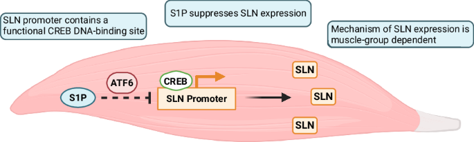 Site-1 protease is a negative regulator of sarcolipin promoter activity ...