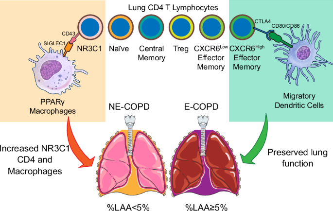 Lung NR3C1+ and CXCR6high T cells distinguish immunopathogenesis of ...