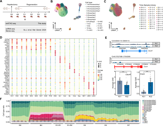 Chromatin dynamics and regulatory drivers of hypoplastic hepatic ...