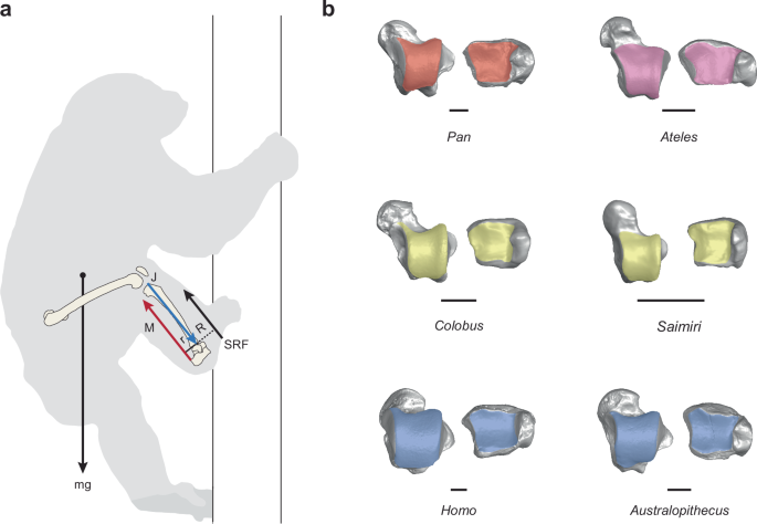 Ardipithecus ramidus ankle provides evidence for African ape-like ...