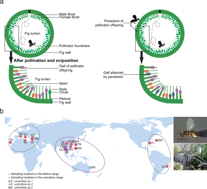 Demography and adaptation of a species specific pollinator associated ...