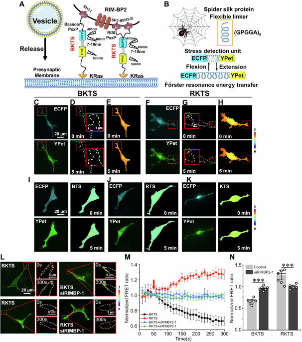Visualization of RIM-BP2’s crane-like function in neuronal vesicle ...
