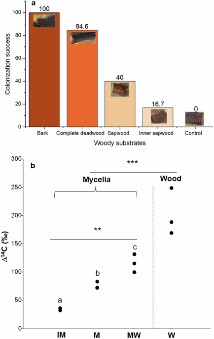 Plasticity of symbiotroph-saprotroph lifestyles of Piloderma croceum ...