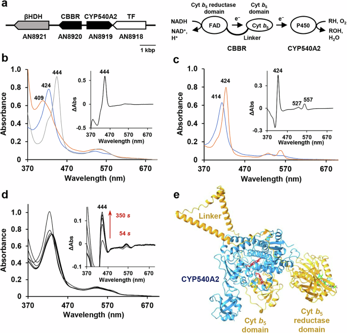 Unique electron transfer system of cytochrome P450 monooxygenase ...