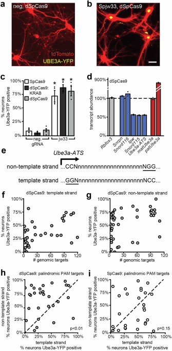 AAV-dCas9 vector unsilences paternal Ube3a in neurons by impeding Ube3a ...