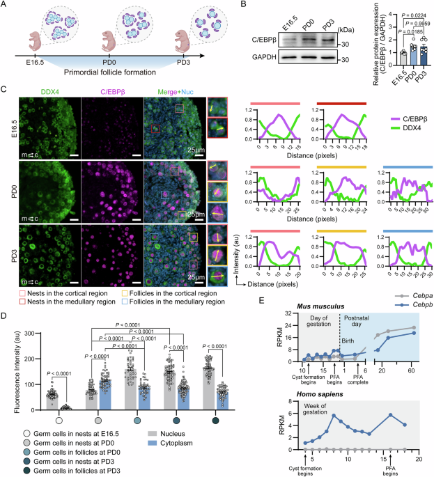 CCAAT/enhancer binding protein beta (C/EBPβ) regulates the formation of ...