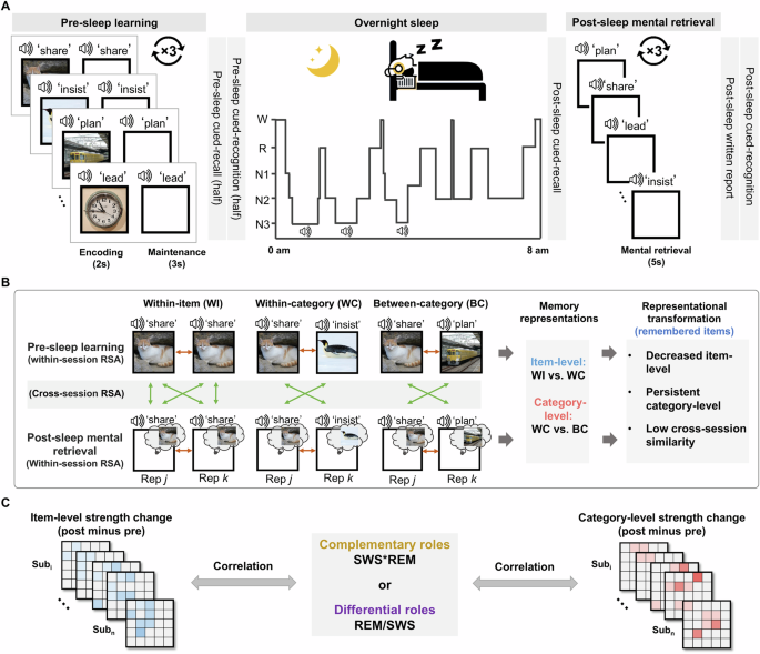 Slow-wave sleep and REM sleep differentially contribute to memory ...