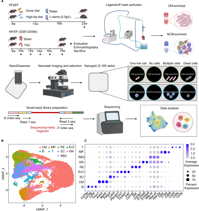 Single-cell transcriptomic profiling reveals cell type heterogeneity ...