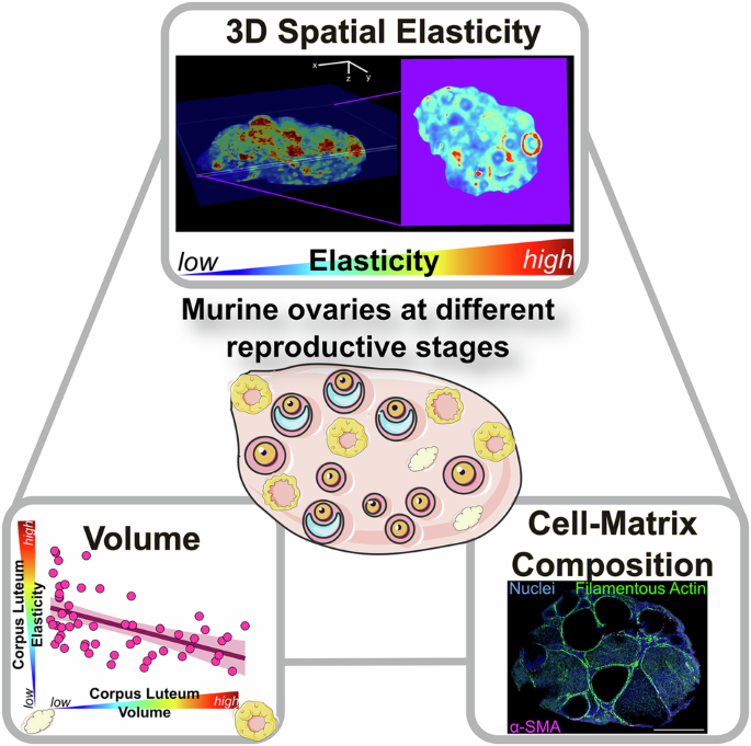 Three-dimensional quantitative micro-elastography reveals alterations ...