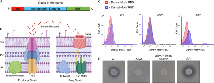 Structural insights into Cir-mediated killing by the antimicrobial ...