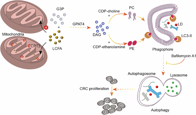 CPT2 inhibition enhances selective autophagy and proliferation in ...