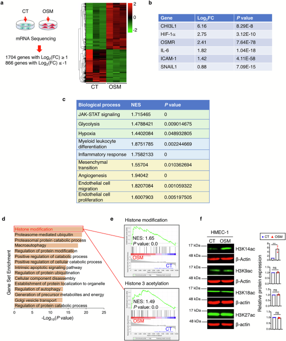 Oncostatin M induces epigenetic reprogramming in renal cell carcinoma ...