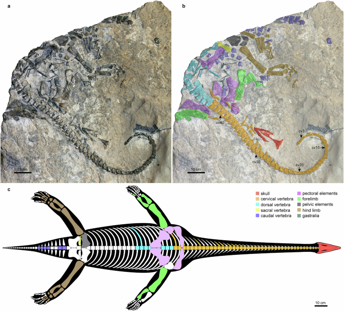 Earliest long-necked sauropterygian Lijiangosaurus yongshengensis and ...