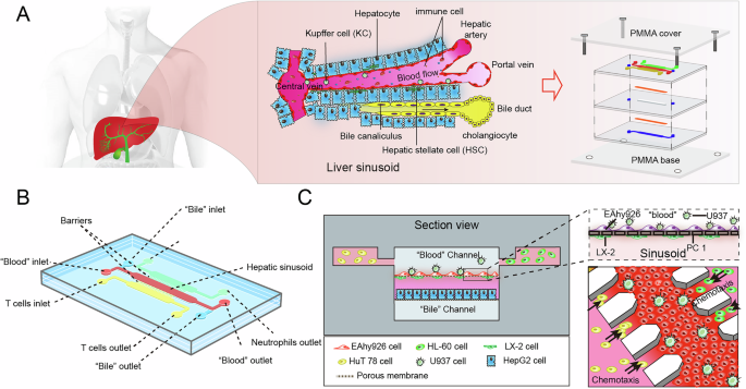 Targeted cellular depletion in an immune-liver-on-a-chip platform ...