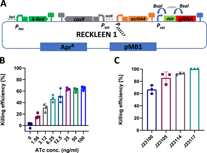 RECKLEEN is a lambda Red/CRISPR-Cas9 based single plasmid platform for ...