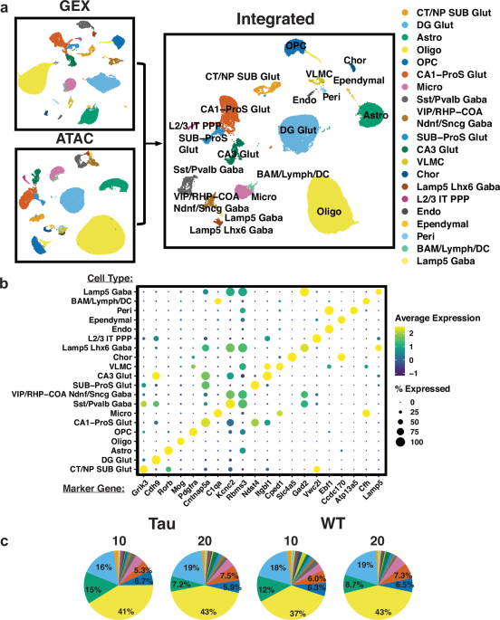 Intercellular signaling and synaptic deconstruction uncovered by single ...