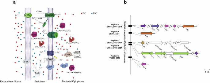 A critical role of copper homeostasis in the virulence of Klebsiella ...