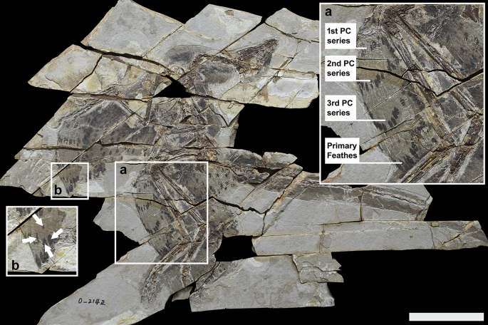 Wing morphology of Anchiornis huxleyi and the evolution of molt ...