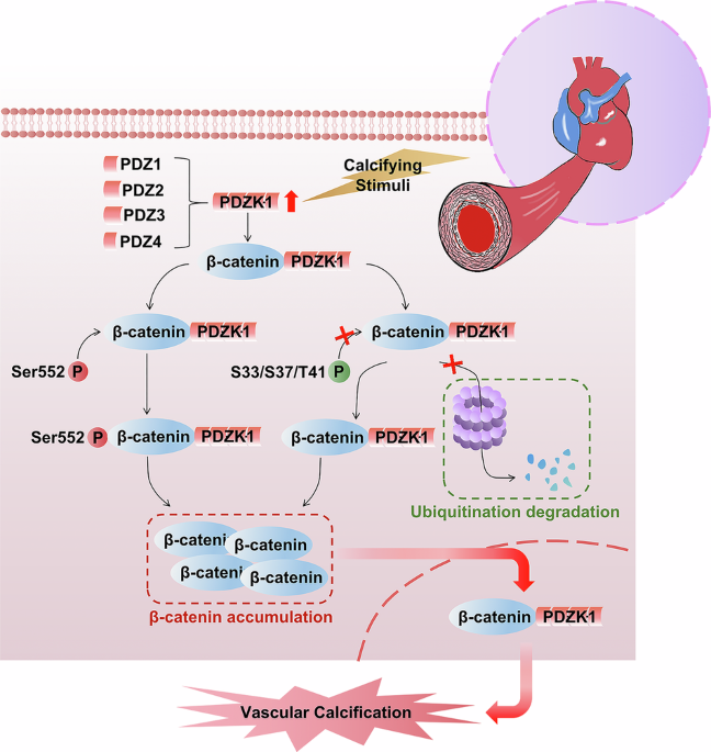 PDZ domain containing protein 1 aggravates mouse vascular smooth muscle ...