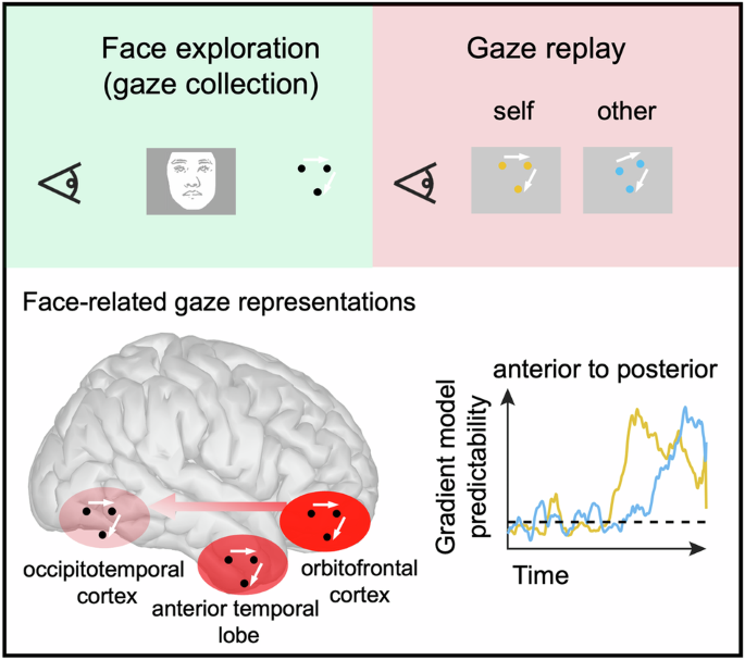 Dynamic face-related eye movement representations in the human ventral ...