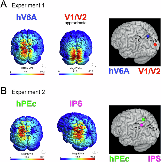 Functional specialization of the human posterior parietal cortex in ...