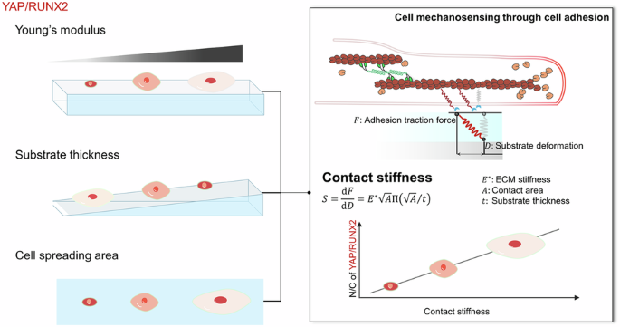 Contact stiffness governs cell mechanosensing through molecular ...