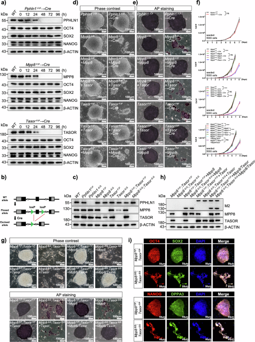 The HUSH complex facilitates the exit of pluripotency | Communications ...