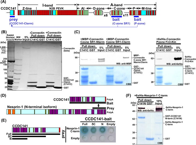 CCDC141 is a Connectin/Titin and Nesprin-1 binding protein that adapts ...