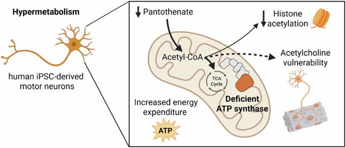 Metabolic costs and trade-offs of hypermetabolism in human motor ...