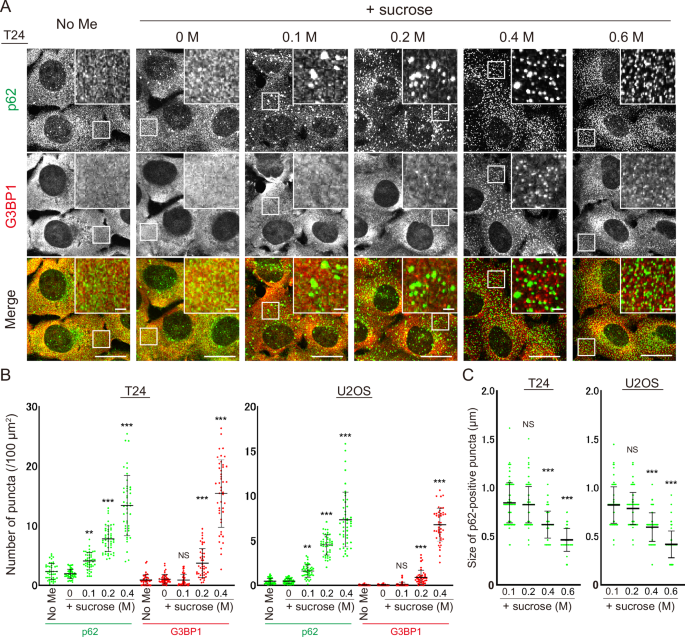 Rapid activation of p62 body-mediated autophagy in human cells under ...