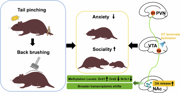 Tactile stimulation reverses painful stimuli outcomes via PVN-VTA ...