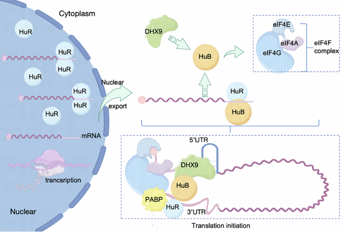 HuB serves as the central hub for connecting HuR-related mRNAs with ...