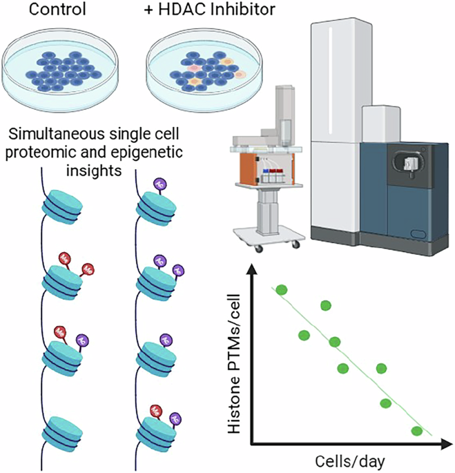 Simultaneous single-cell proteomics and epigenetic analysis of histone ...