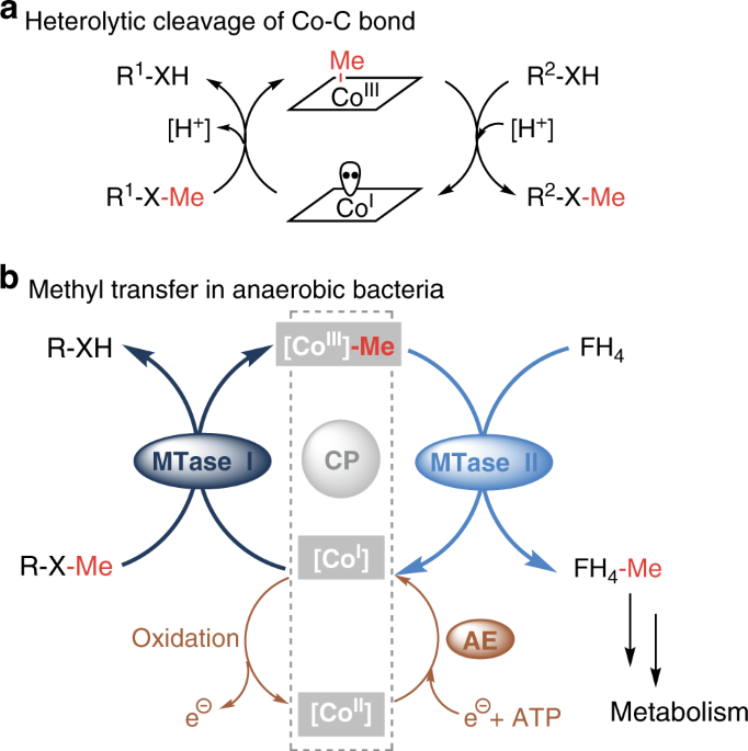 Biocatalytic methylation and demethylation via a shuttle catalysis ...