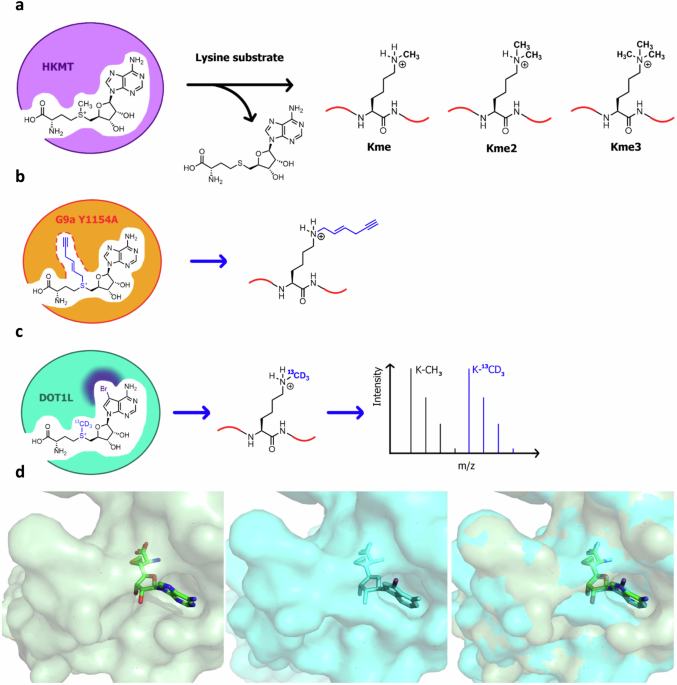 Tracking DOT1L methyltransferase activity by stable isotope labelling ...
