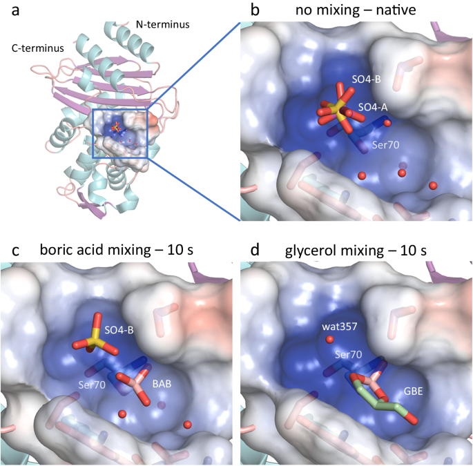 Time-resolved crystallography of boric acid binding to the active site ...
